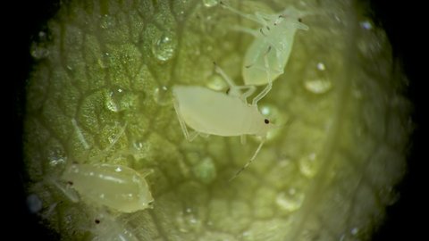 Aphid Under Microscope Aphid Superfamily Aphidoidea Stock Footage Video ...