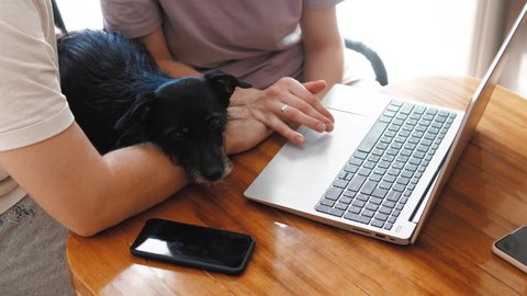 Black Dog Looking Laptop Screen Sitting Stock Footage Video (100% ...