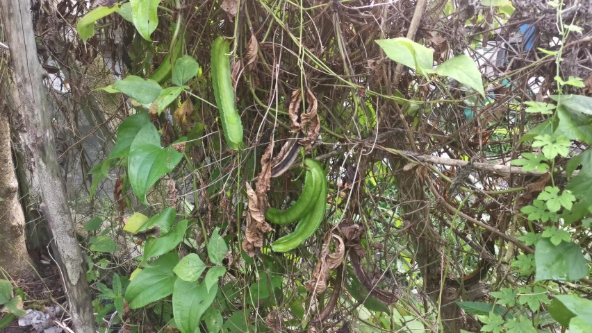 8 Phaseoleae Stock Video Footage - 4K and HD Video Clips | Shutterstock