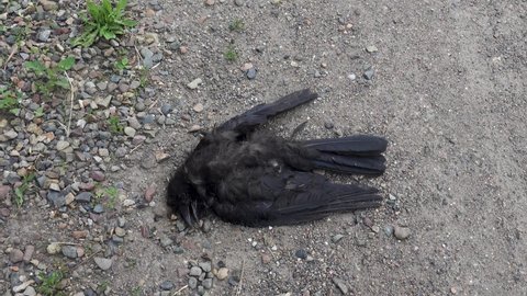 Crow Stock Video Footage - 4K and HD Video Clips | Shutterstock