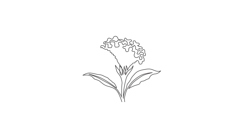 Animated Self Drawing Continuous Line Draw Stock Footage Video 100
