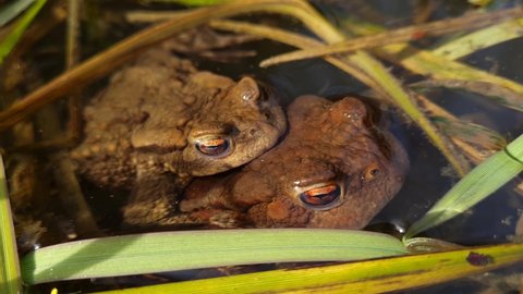 Frogs Reproducing Small Pond Stock Footage Video (100% Royalty-free ...