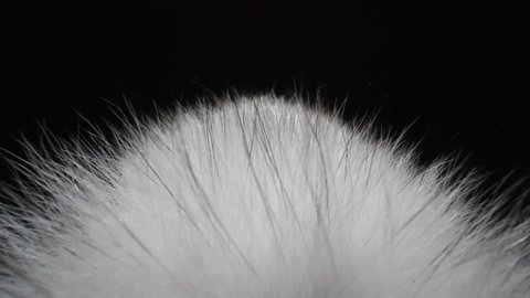 White Fur Natural Animal Wildlife Hair Stock Footage Video (100% ...
