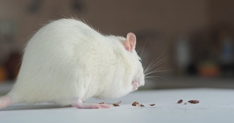 Closeup Domestic White Rat Eating Seeds Stock Footage Video (100% ...