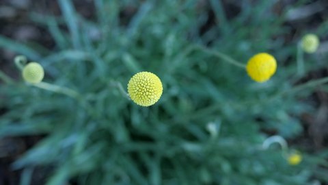 Australian Native Billy Button Pycnosorus Plant Stock Footage Video ...