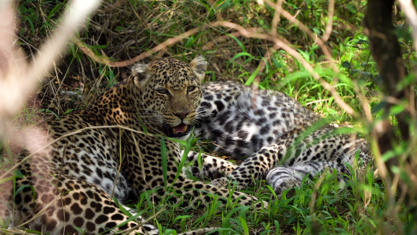 leopard couple lying shade escaping african Stock Footage Video (100% ...