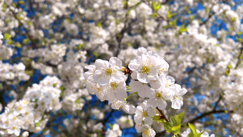cherry tree blooming spring blue sky Stock Footage Video (100% Royalty ...