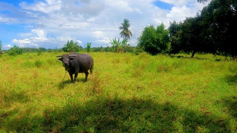 Philippine Carabao Looking Camera Stock Footage Video (100% Royalty ...