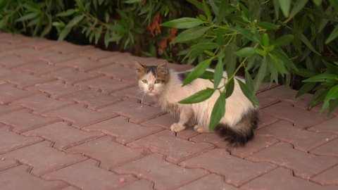 Homeless Ugly Dirty Scruffy Grey White Stock Footage Video (100% ...