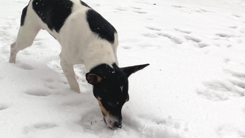 Short haired fox terrier Stock Video Footage - 4K and HD Video Clips ...