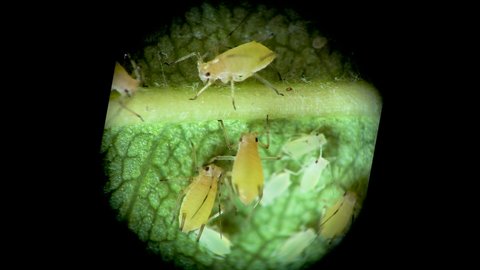 Aphid Under Microscope Aphid Superfamily Aphidoidea Stock Footage Video ...