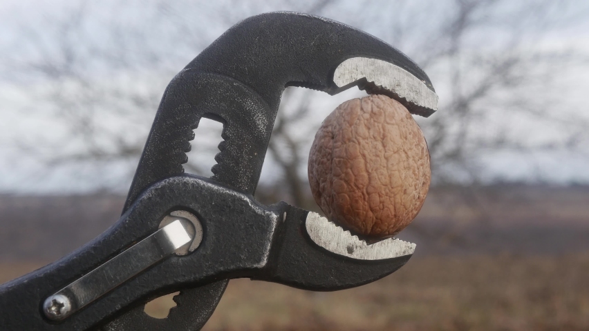 pipe wrench splits walnut field macro Stock Footage Video (100% Royalty ...