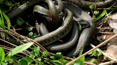 Black Snakes Multiple Black Snake Stock Footage Video (100% Royalty ...