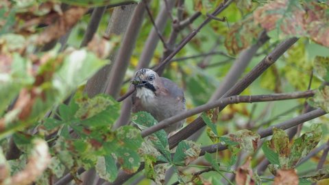 Bird eating caterpillar Stock Video Footage - 4K and HD Video Clips ...