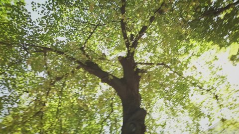 Vertigo Looking Tree Green Leaves Blue Stock Footage Video (100% ...