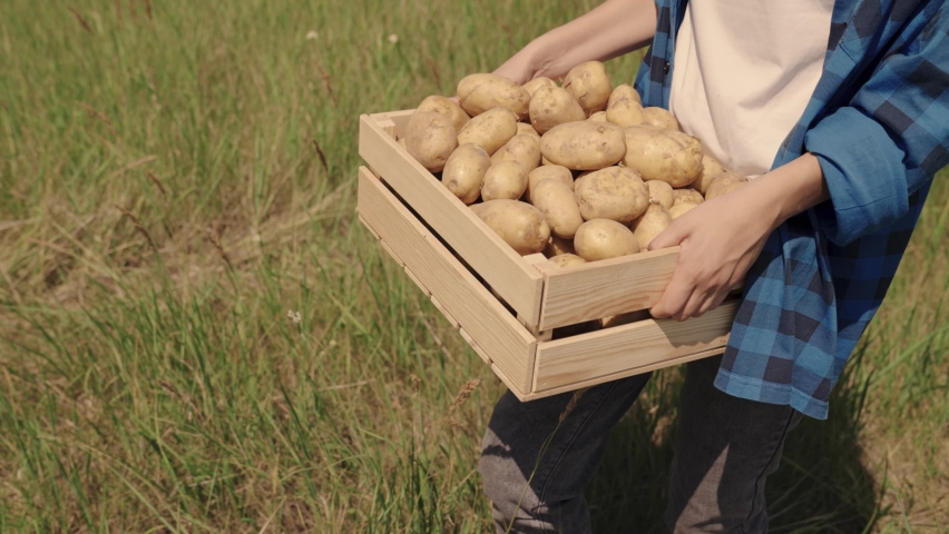 Potato crate Stock Video Footage - 4K and HD Video Clips | Shutterstock