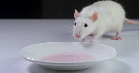Closeup Domestic White Rat Eating Yogurt Stock Footage Video (100% ...