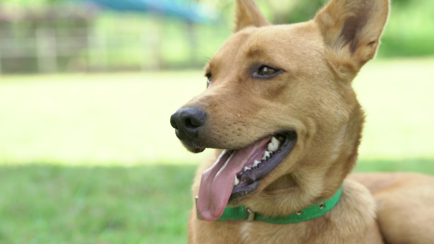 74 Pointy heads Stock Video Footage - 4K and HD Video Clips | Shutterstock