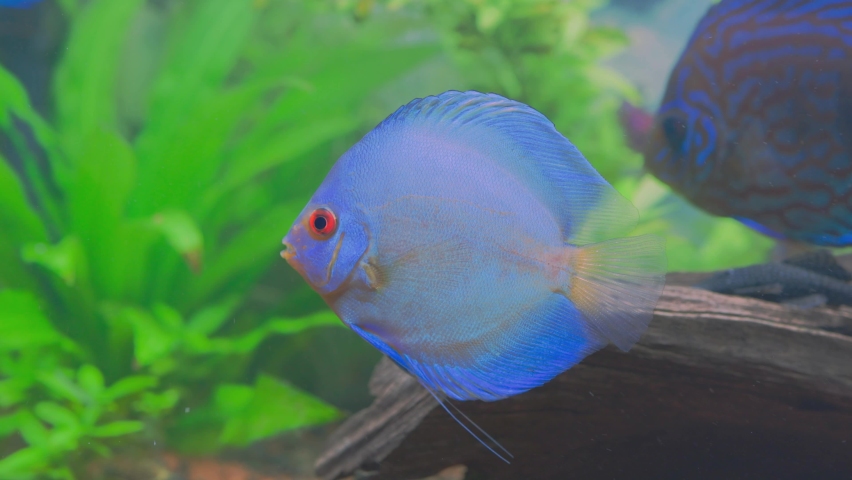 beautiful view blue diamond discus fish Stock Footage Video (100% ...