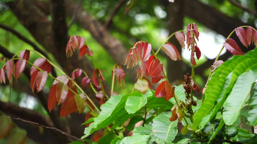 pometia pinnata also called matoa taun Stock Footage Video (100% ...