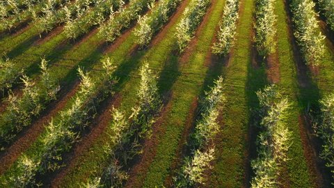 Top View Fruit Garden Even Rows Stock Footage Video (100% Royalty-free ...