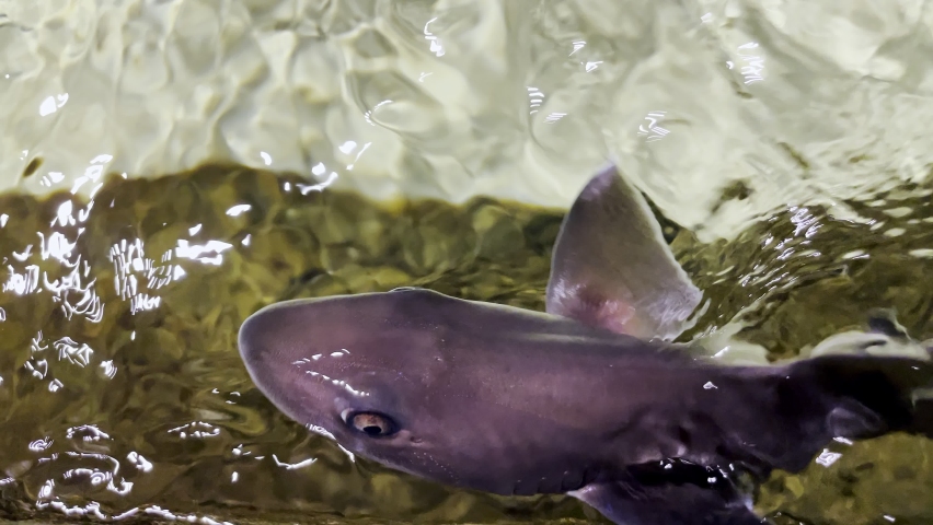109 Banded shark Stock Video Footage - 4K and HD Video Clips | Shutterstock