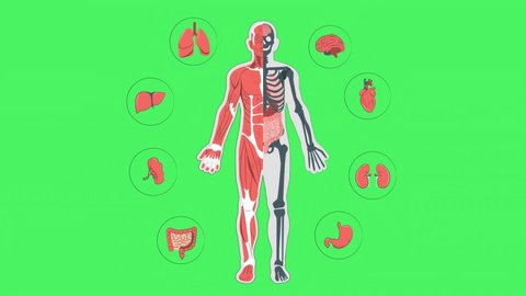 Animated Body Parts Green Screen Background Stock Footage Video (100% ...
