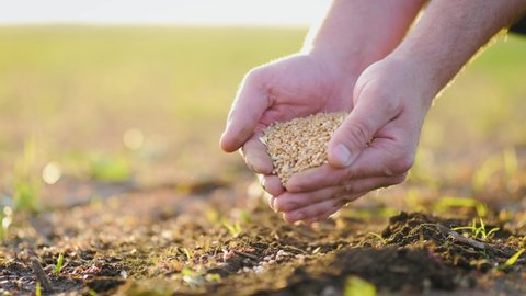 Farmer throwing seed Stock Video Footage - 4K and HD Video Clips ...