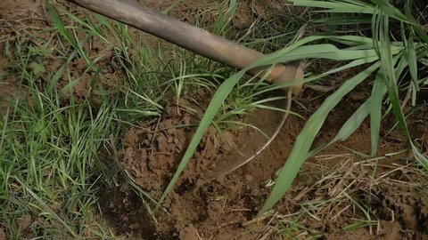 Slow Motion Field Worker Clearing Soil Stock Footage Video (100% ...