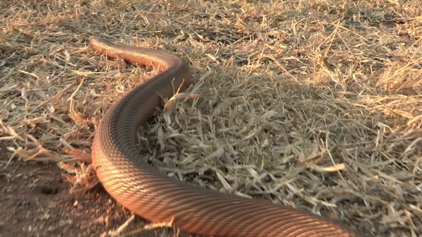 mole snake showing lateral undulation form Stock Footage Video (100% ...