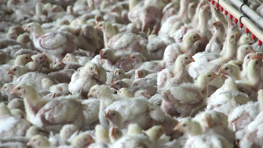 intensive large scale factory farming chickens Stock Footage Video (100 ...