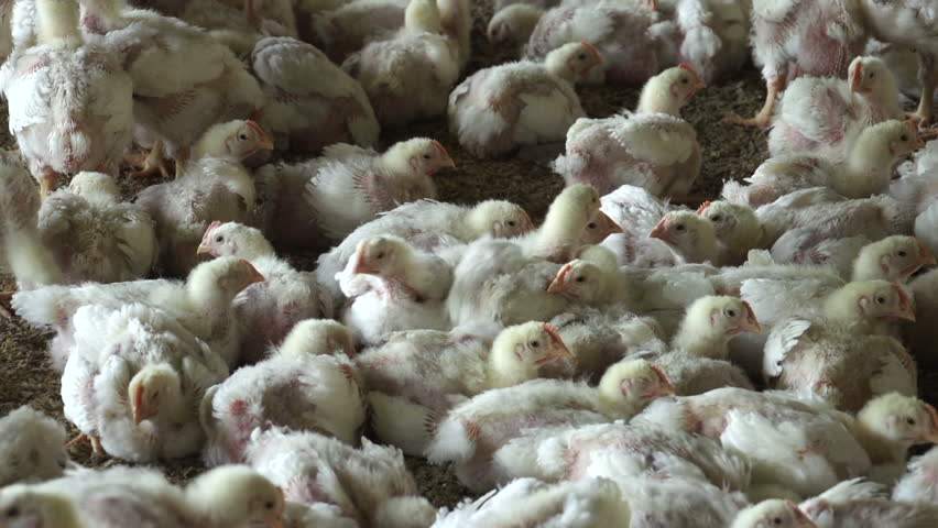 intensive large scale factory farming chickens Stock Footage Video (100 ...