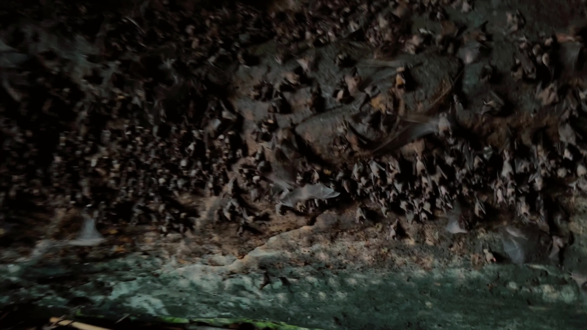 bat cave close-up dark rock flying Stock Footage Video (100% Royalty ...