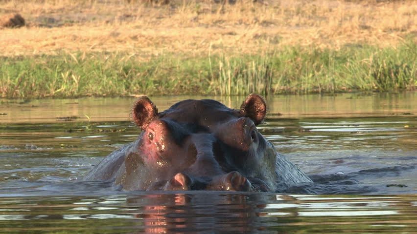 Bull Hippo Emerging from Water Stok Videosu (%100 Telifsiz) 10841504 ...