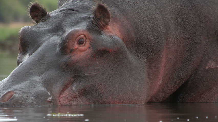 bull hippo snorting blowing air through Stock Footage Video (100% ...
