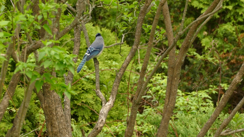 Blue Jay Sitting on a tree branch - Cyanocitta cristata image - Free ...