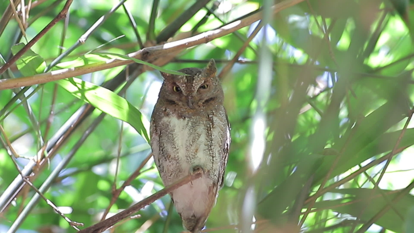 Common scops owl Stock Video Footage - 4K and HD Video Clips | Shutterstock