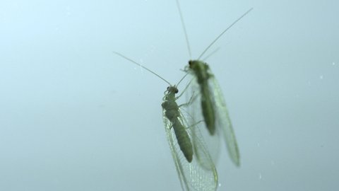 Green Lacewing Beetle Standing Mirror Stock Footage Video (100% Royalty ...