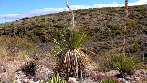 Desert Landscape Common Sotol Desert Spoon Stock Footage Video (100% ...
