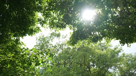 White Fluffy Floral Pollen Flying Slowly Stock Footage Video (100% ...