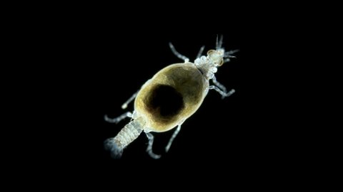 Parasitic Isopod Larva Praniza Under Microscope Stock Footage Video ...