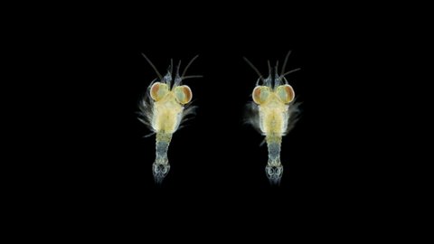 Crustacea Mysida Idiomysis Sp Under Microscope Stock Footage Video (100 ...