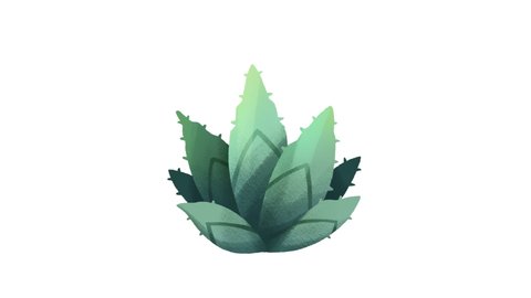 Agave On Transparent Background Loop Animation Stock Footage Video (100 ...