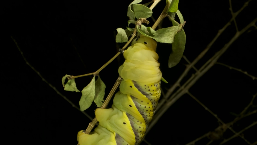Larva of Death's-head hawkmoth - Acherontia atropos image - Free stock ...