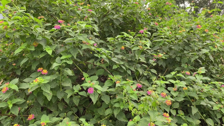 111 Indian flag with flowers Stock Video Footage - 4K and HD Video ...