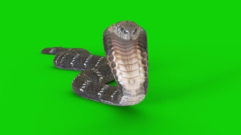337 Snake Green Screen Stock Video Footage - 4K and HD Video Clips ...