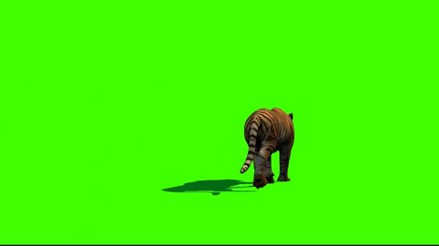 Tiger green screen Stock Video Footage - 4K and HD Video Clips ...