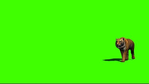 Tiger green screen Stock Video Footage - 4K and HD Video Clips ...