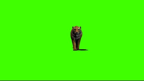 Tiger green screen Stock Video Footage - 4K and HD Video Clips ...