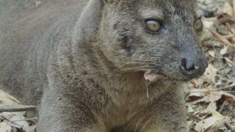 Portrait Fossa Front View Face Yawning Stock Footage Video (100% ...